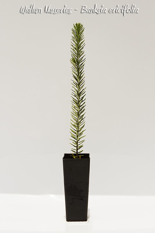 HEATH-LEAVED BANKSIA - Wallum Nurseries