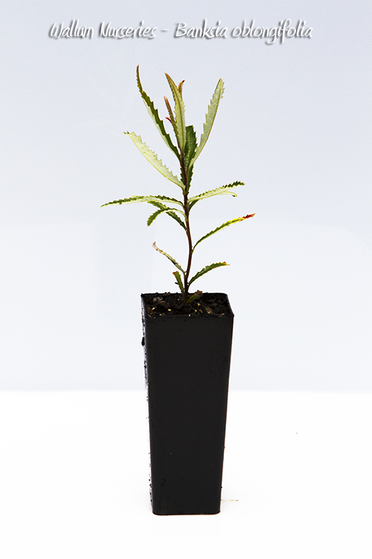 DWARF WALLUM BANKSIA - Wallum Nurseries