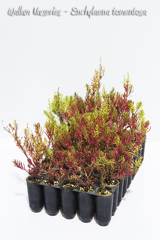 RUBY SALTBUSH - Wallum Nurseries