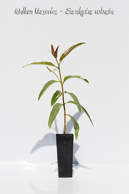 SWAMP MAHOGANY - Wallum Nurseries