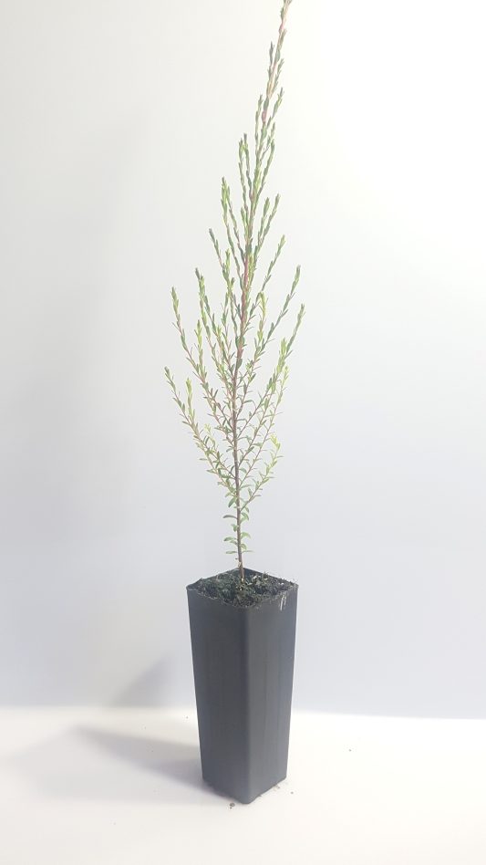 CITRUS TEA TREE - Wallum Nurseries