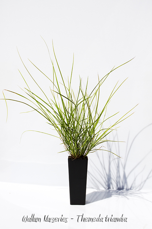 KANGAROO GRASS - Wallum Nurseries