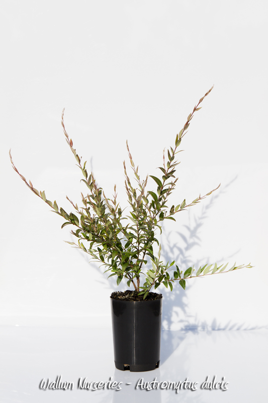 MIDGEN BERRY - Wallum Nurseries