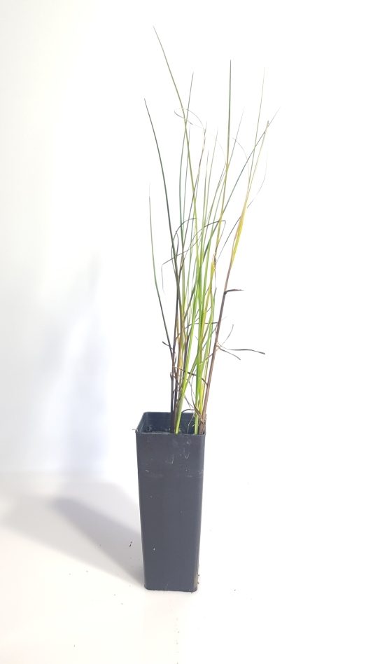 SALT CLUB-SEDGE - Wallum Nurseries