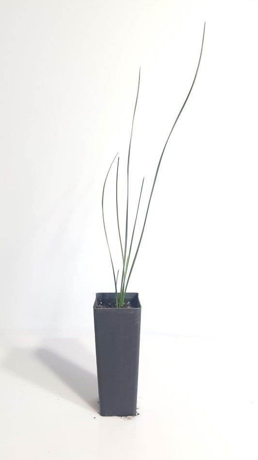 WALLUM GRASS TREE - Wallum Nurseries