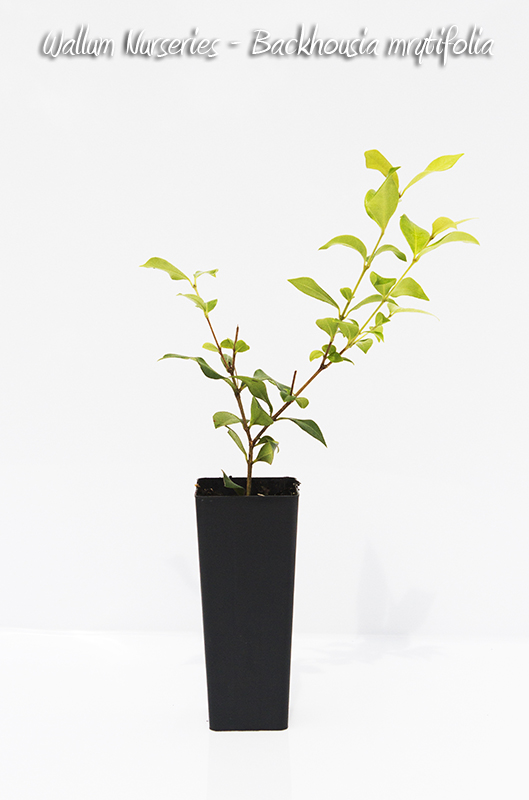 GREY MYRTLE - Wallum Nurseries