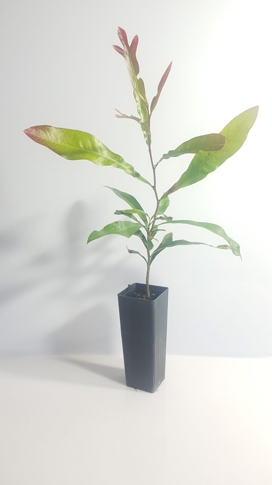 IVORY CURL - Wallum Nurseries