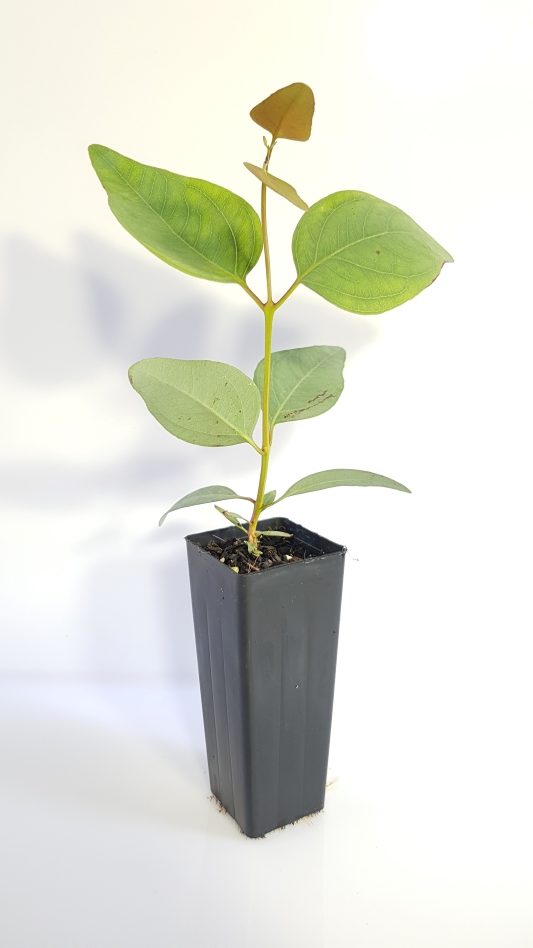 POPLAR BOX - Wallum Nurseries