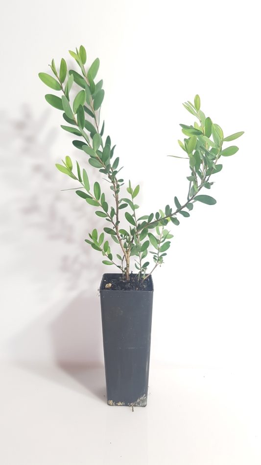 COASTAL TEA TREE - Wallum Nurseries