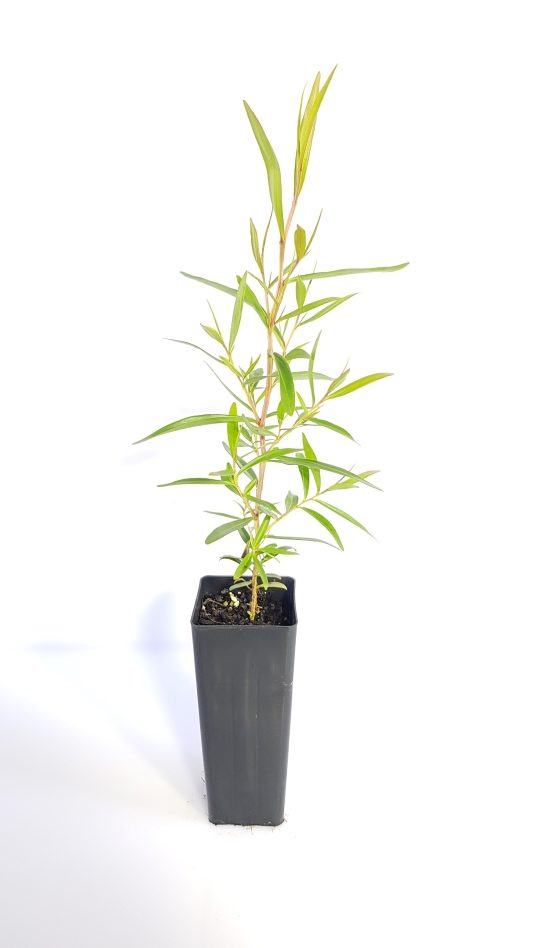 LEMON SCENTED TEA TREE - Wallum Nurseries