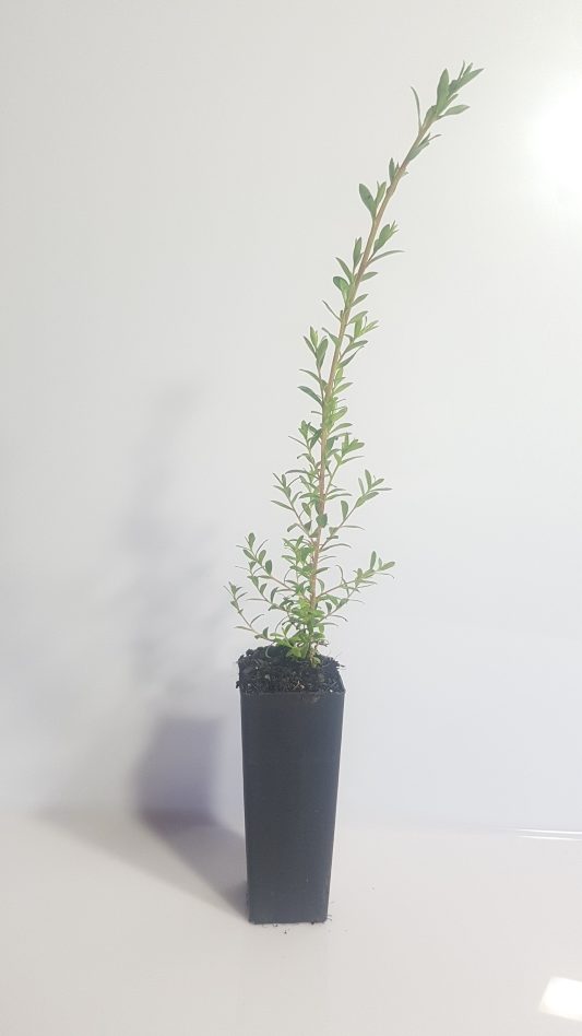 PRICKLY TEA TREE - Wallum Nurseries