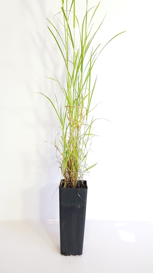 QUEENSLAND BLUE GRASS - Wallum Nurseries