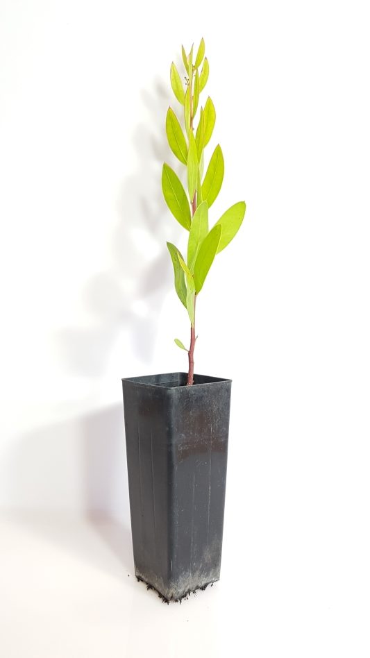 MYRTLE WATTLE - Wallum Nurseries