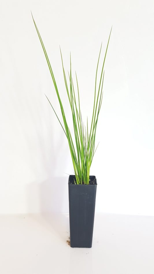 PITHY RUSH - Wallum Nurseries