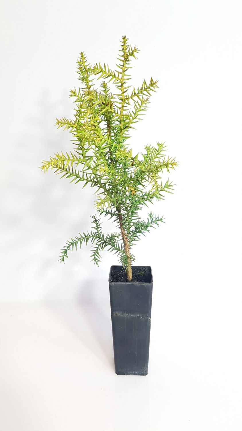 HOOP PINE - Wallum Nurseries