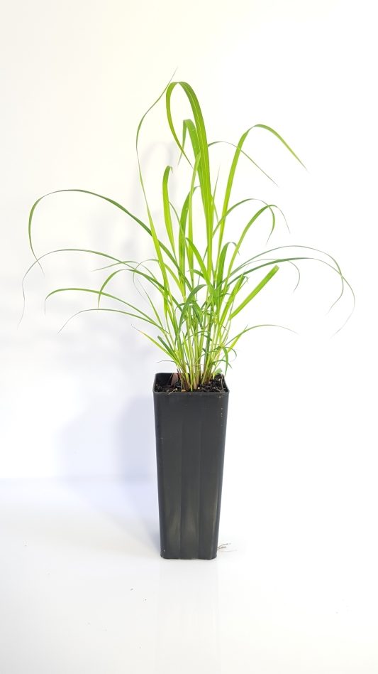 SCENT TOP GRASS - Wallum Nurseries