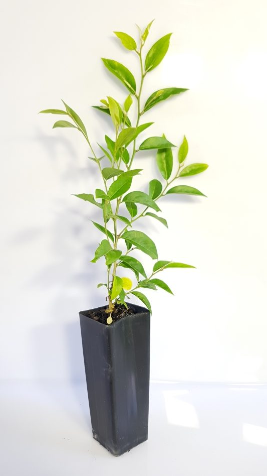 LONG-LEAF BITTER BARK - Wallum Nurseries