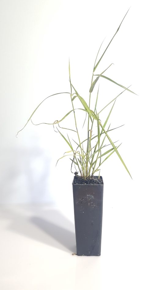 COMMON REED - Wallum Nurseries