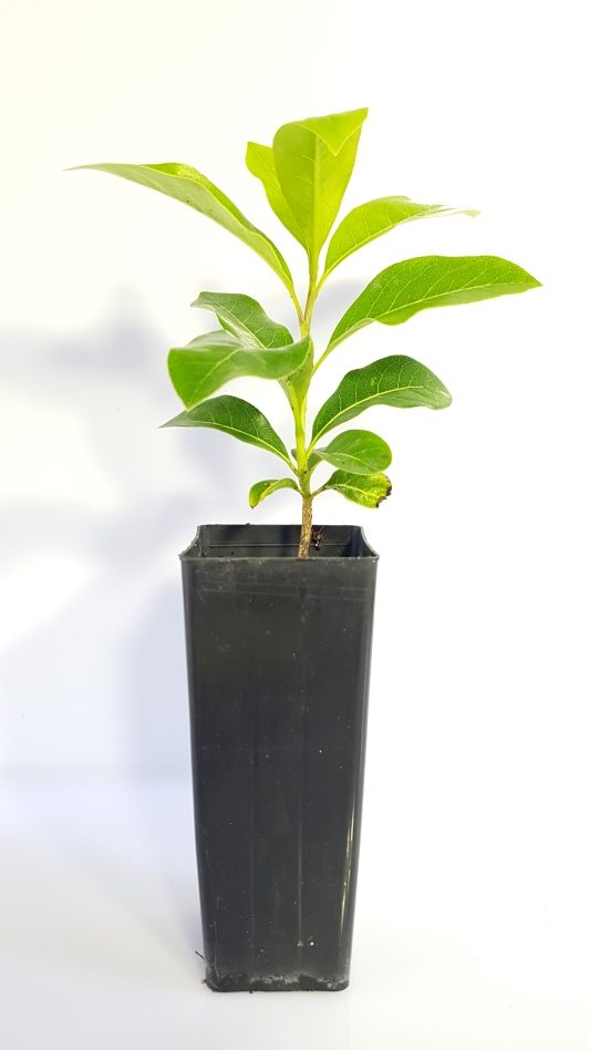 NATIVE DAPHNE - Wallum Nurseries