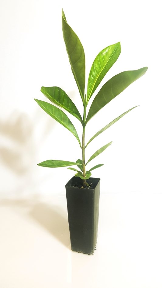 NATIVE GARDENIA - Wallum Nurseries
