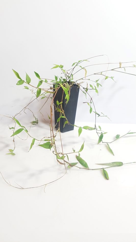 PADEMELON GRASS - Wallum Nurseries