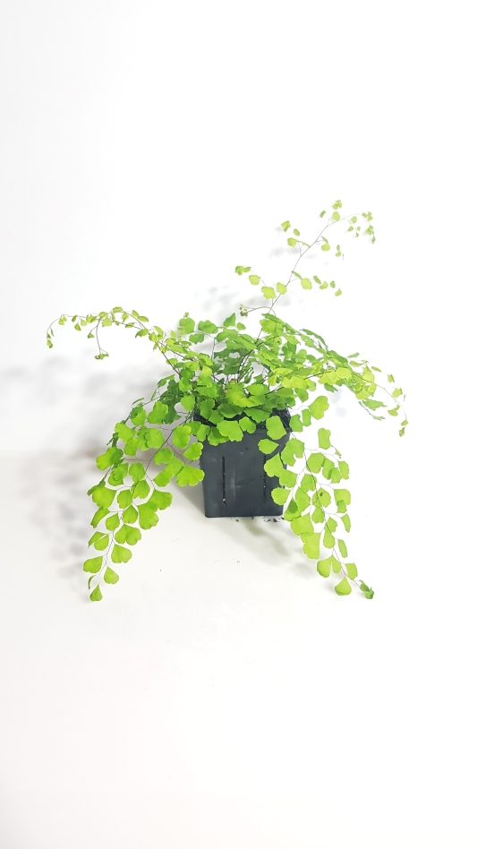 COMMON MAIDEN HAIR FERN - Wallum Nurseries