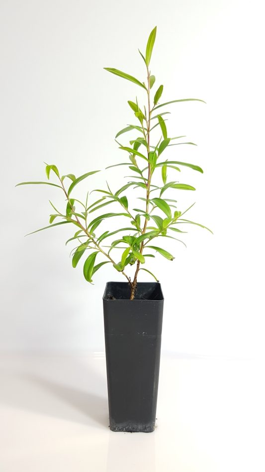 SHOWY TEA TREE - Wallum Nurseries