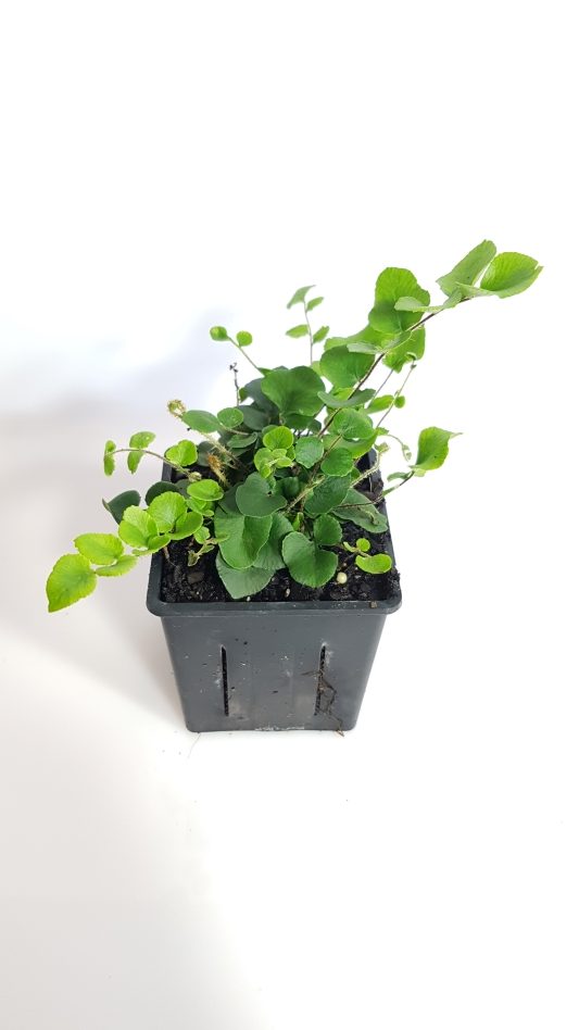 SICKLE FERN - Wallum Nurseries