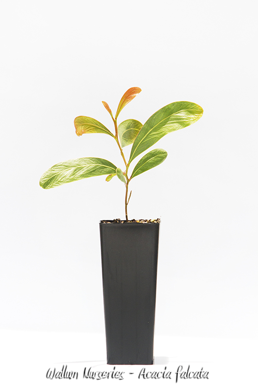 SICKLE WATTLE - Wallum Nurseries