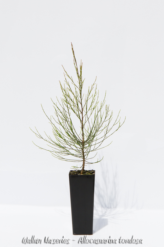 FOREST SHE-OAK - Wallum Nurseries