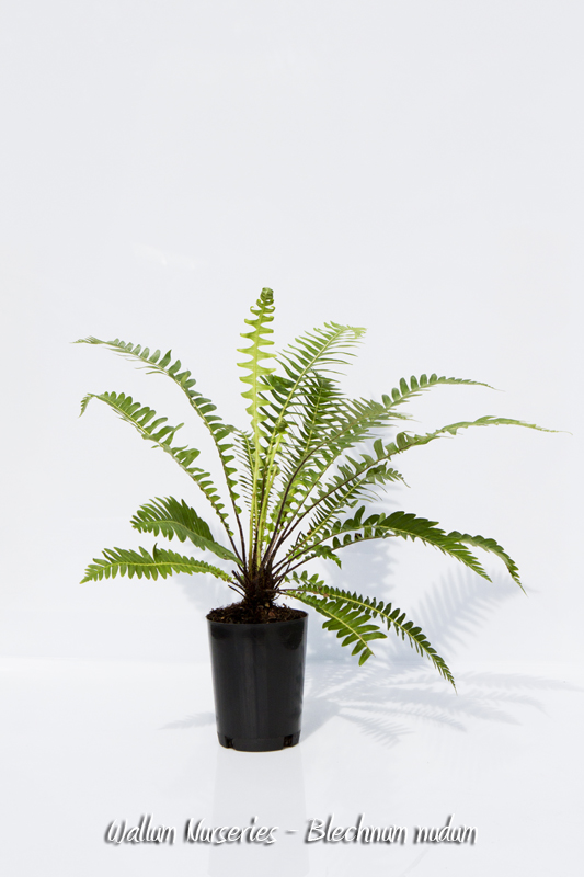 FISHBONE WATER FERN - Wallum Nurseries