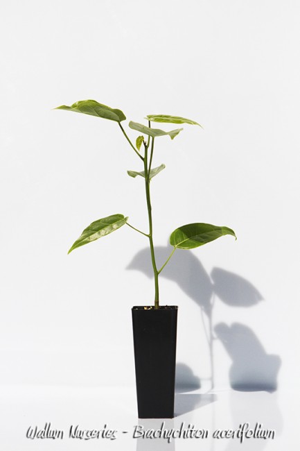 ILLAWARRA FLAME TREE - Wallum Nurseries