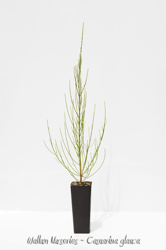 SWAMP SHE-OAK - Wallum Nurseries