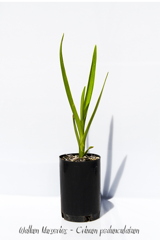 RIVER LILLY - Wallum Nurseries