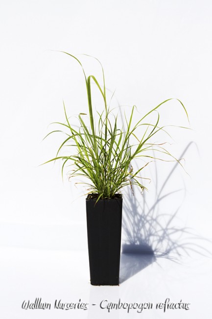 BARBED WIRE GRASS - Wallum Nurseries