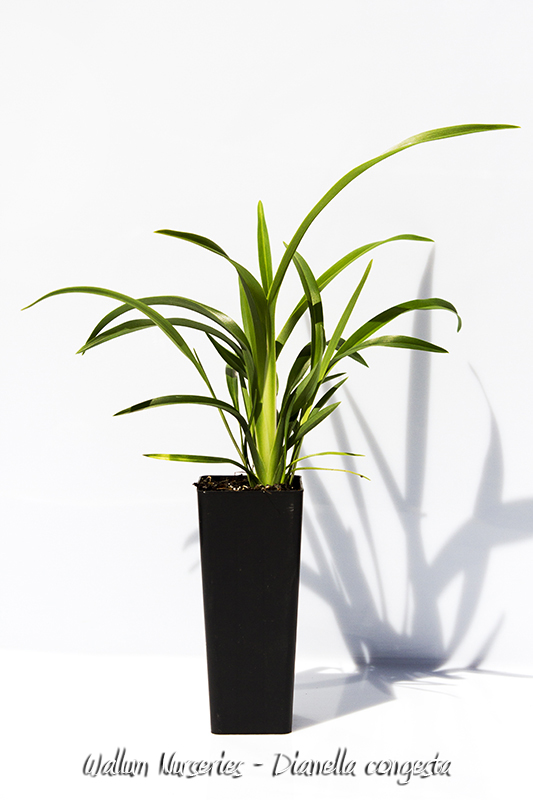 COASTAL FLAX LILLY - Wallum Nurseries