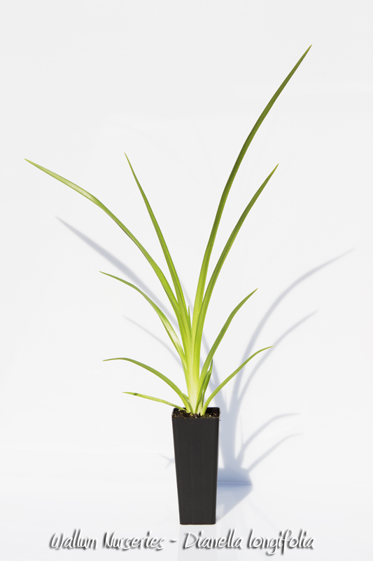 SMOOTH FLAX LILLY - Wallum Nurseries