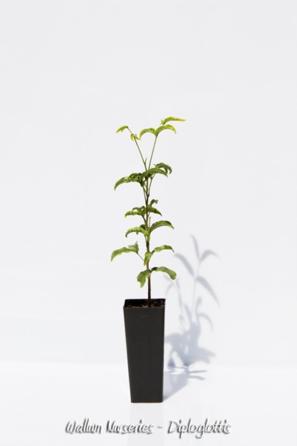 SMALL LEAVED TAMARIND - Wallum Nurseries