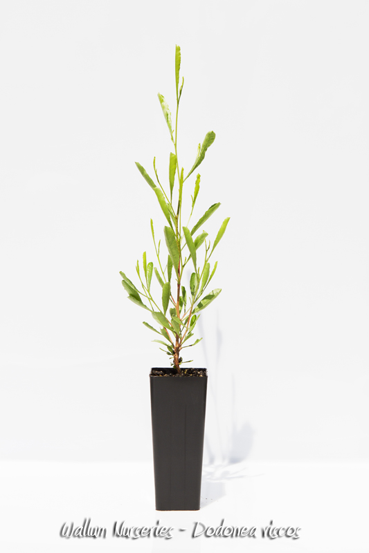 STICKY HOP BUSH - Wallum Nurseries