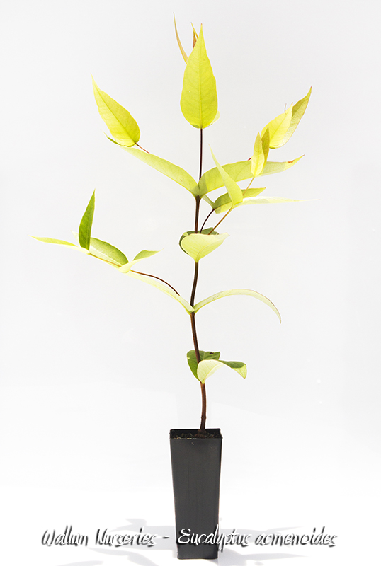 WHITE MAHOGANY - Wallum Nurseries