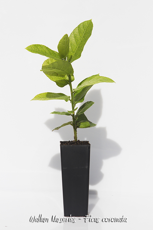 SANDPAPER FIG - Wallum Nurseries