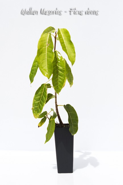 WHITE FIG - Wallum Nurseries