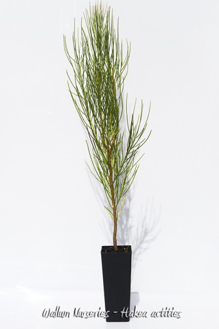 WALLUM HAKEA - Wallum Nurseries