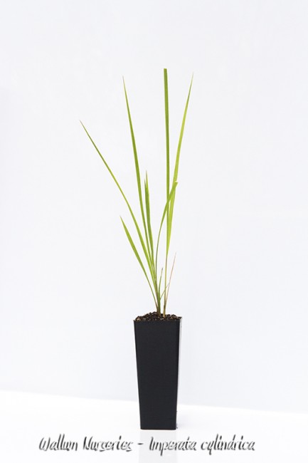 BLADY GRASS - Wallum Nurseries