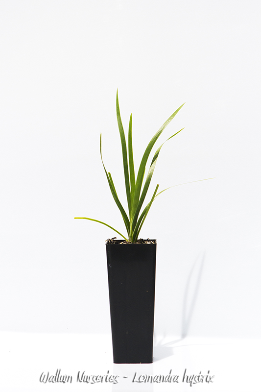 RIVER MAT RUSH - Wallum Nurseries