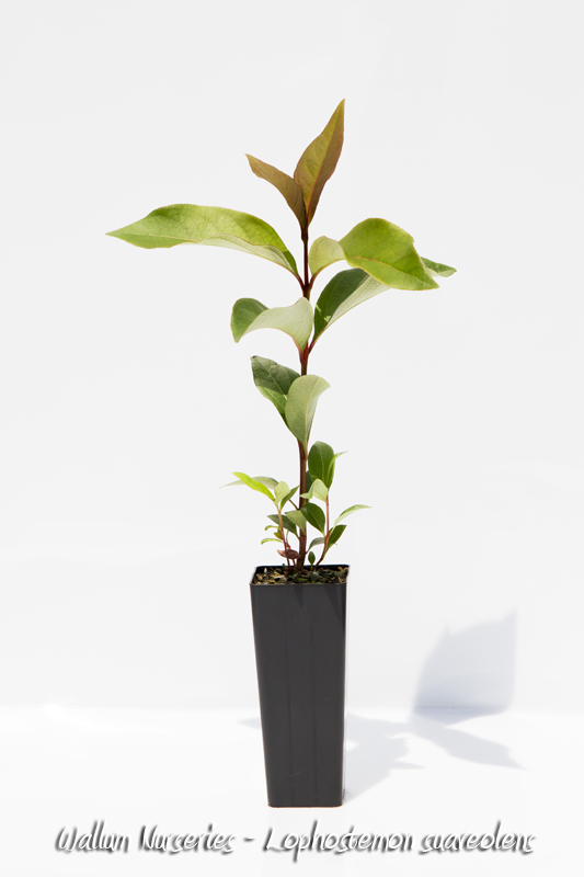 SWAMP BOX - Wallum Nurseries