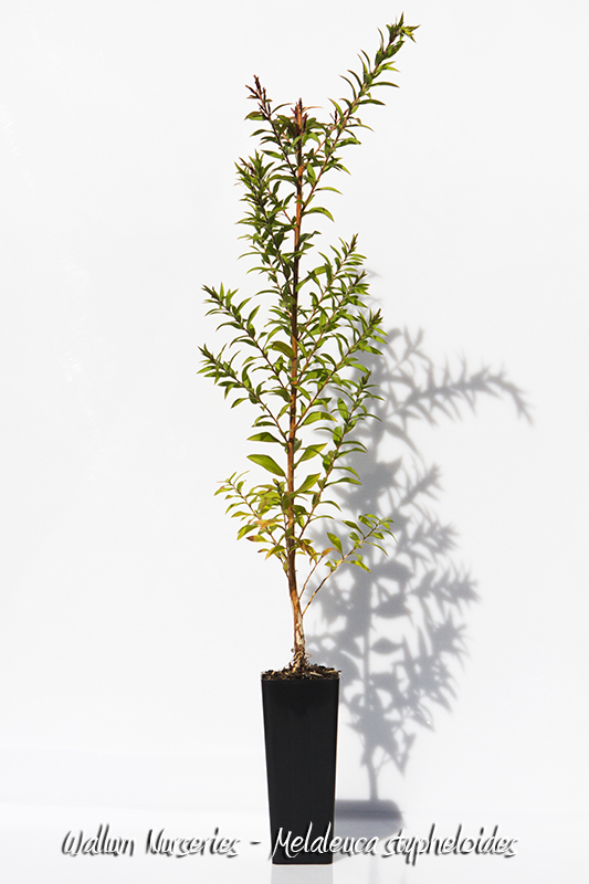 PRICKLY PAPERBARK - Wallum Nurseries