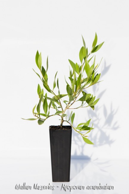 BOOBIALLA - Wallum Nurseries