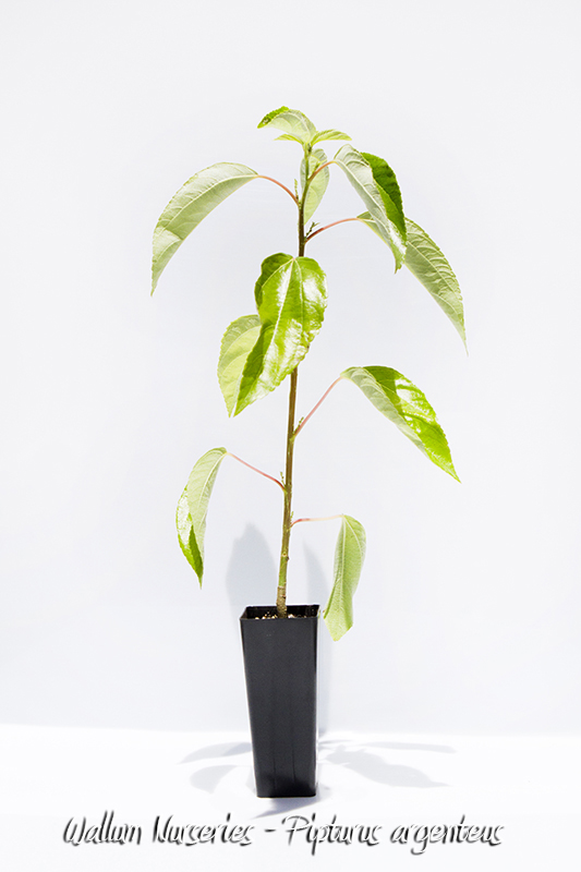 NATIVE MULBERRY - Wallum Nurseries