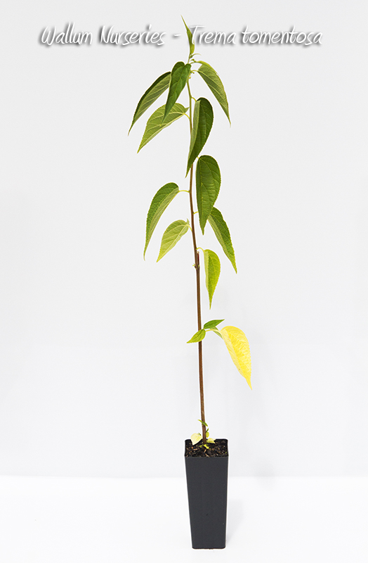 POISON PEACH - Wallum Nurseries